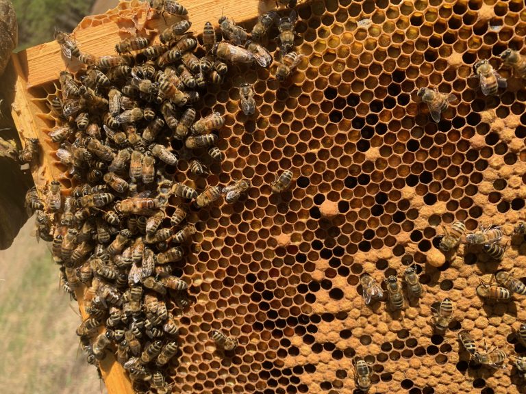 Types of Comb and What They Tell Us About Our Bees - Backyard Beekeeping